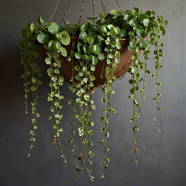 35 Indoor Vine Ideas for Your Home: Transform Your Space with Green ...